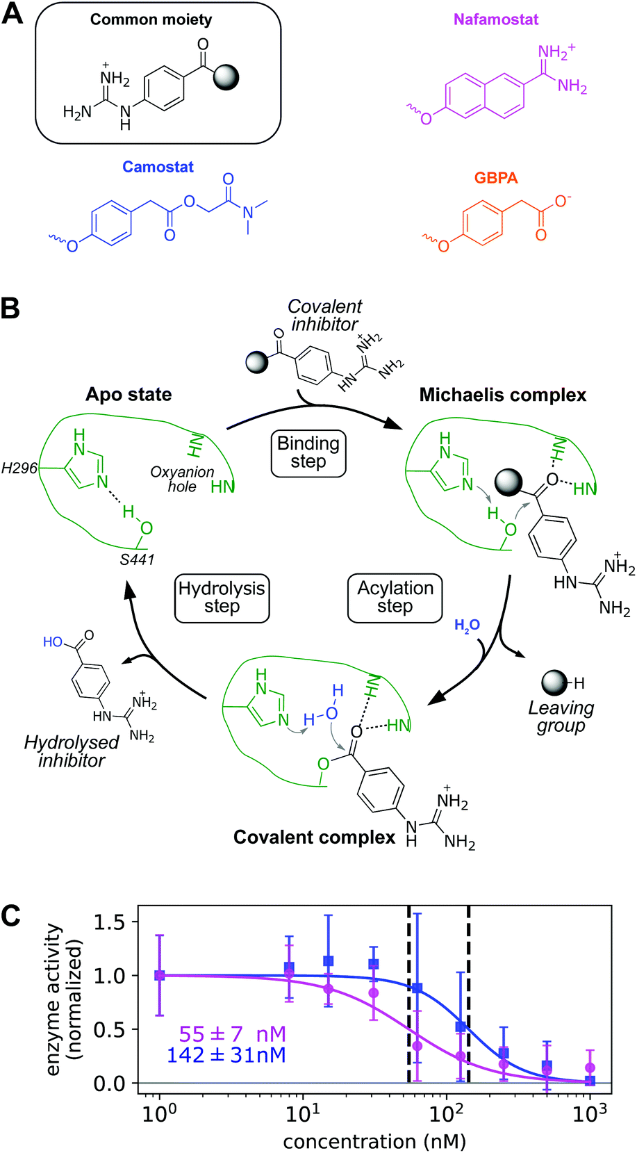 Molecular mechanism of inhibiting the SARS-CoV-2 cell entry facilitator ...