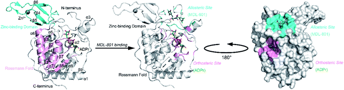 Discovery of cryptic allosteric sites using reversed allosteric ...