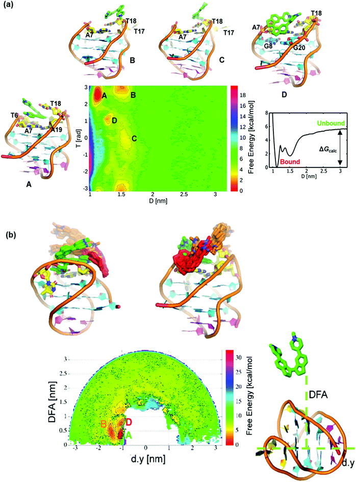 Enhanced sampling molecular dynamics simulations correctly predict the ...