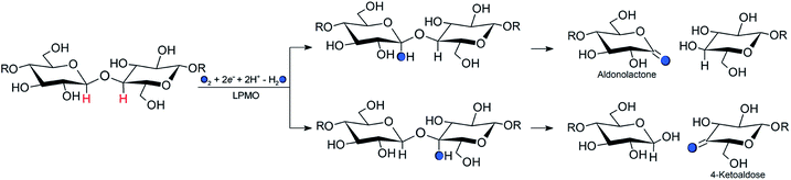 The role of the active site tyrosine in the mechanism of lytic ...