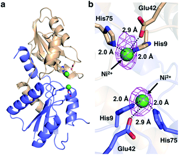 The nickel-sirohydrochlorin formation mechanism of the ancestral class ...