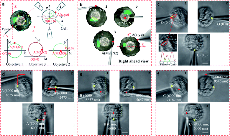 Visually precise, low-damage, single-cell spatial manipulation with ...