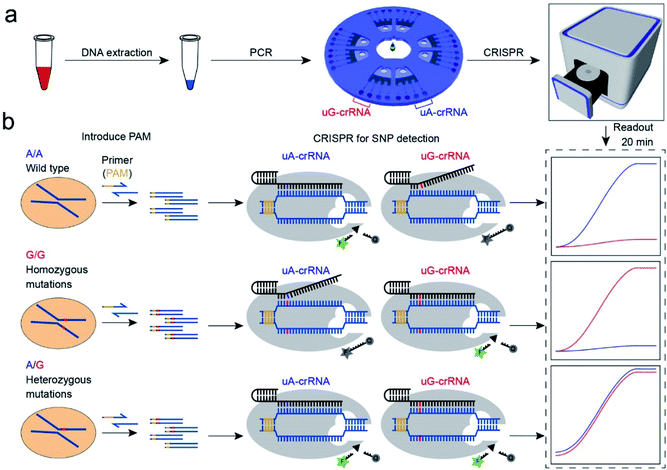 Universal and high-fidelity DNA single nucleotide polymorphism ...