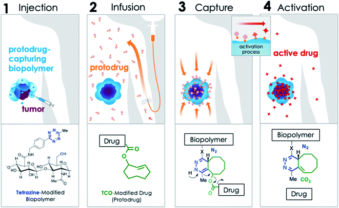 Click activated protodrugs against cancer increase the therapeutic ...