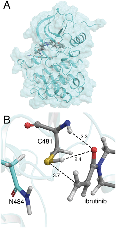 Mechanism of covalent binding of ibrutinib to Bruton's tyrosine kinase ...