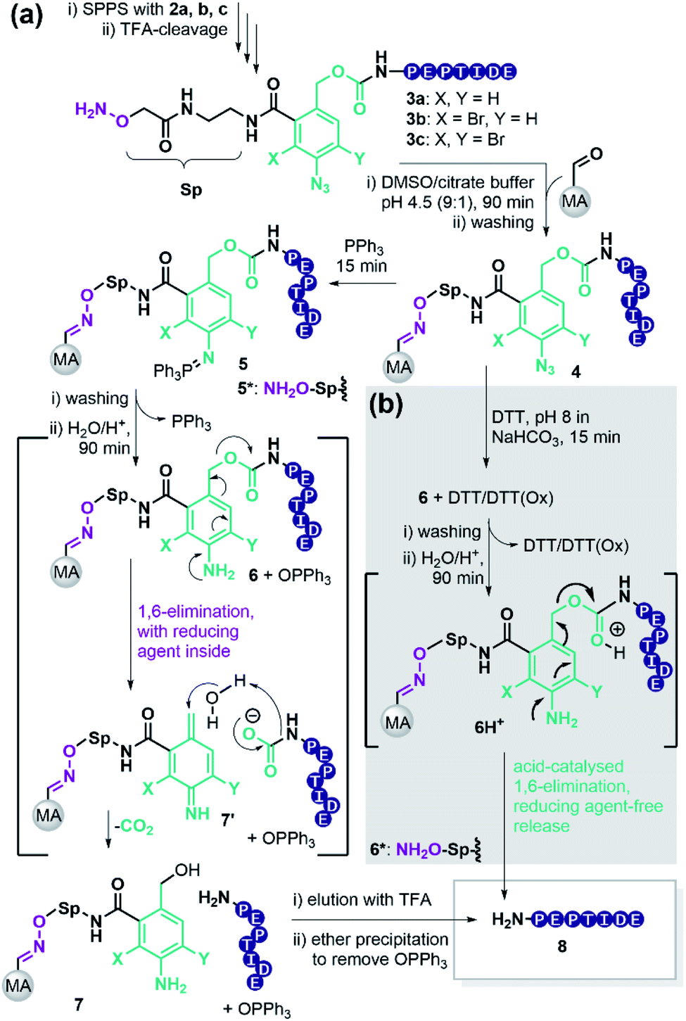 Traceless parallel peptide purification by a first-in-class reductively ...