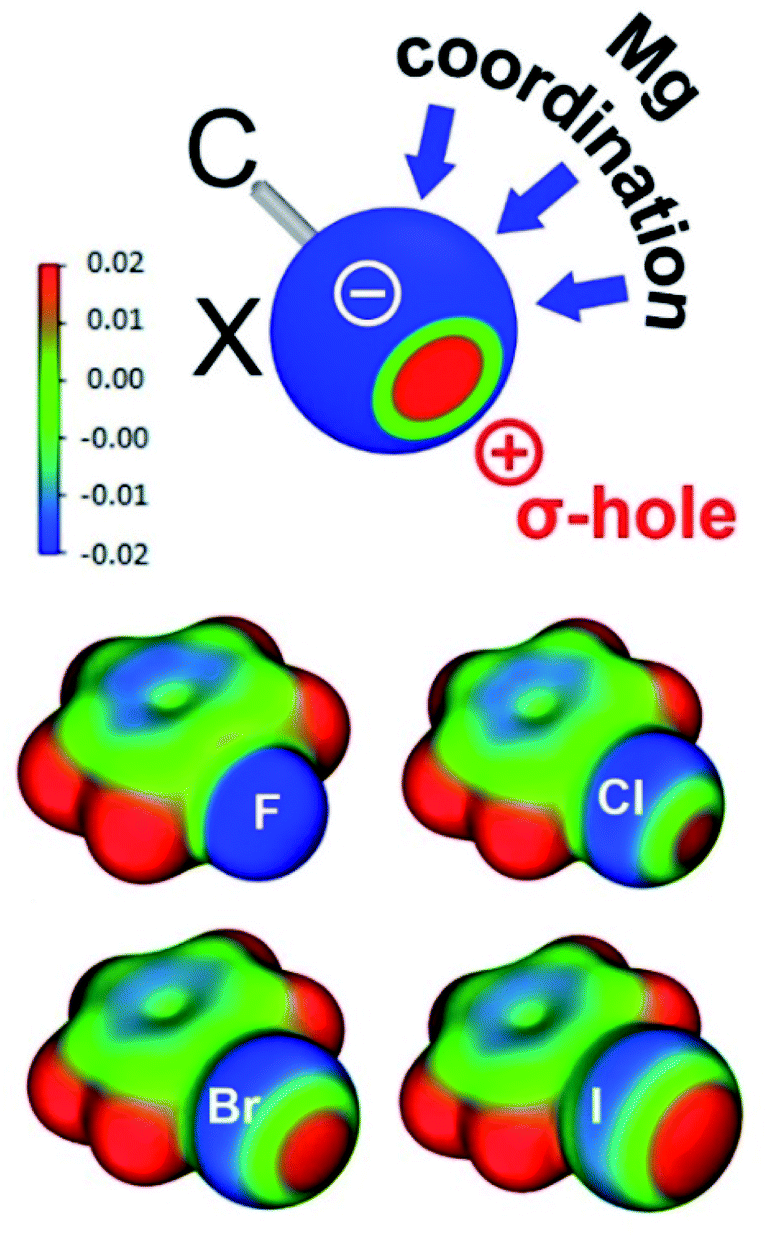 Magnesium–halobenzene bonding: mapping the halogen sigma-hole with a ...