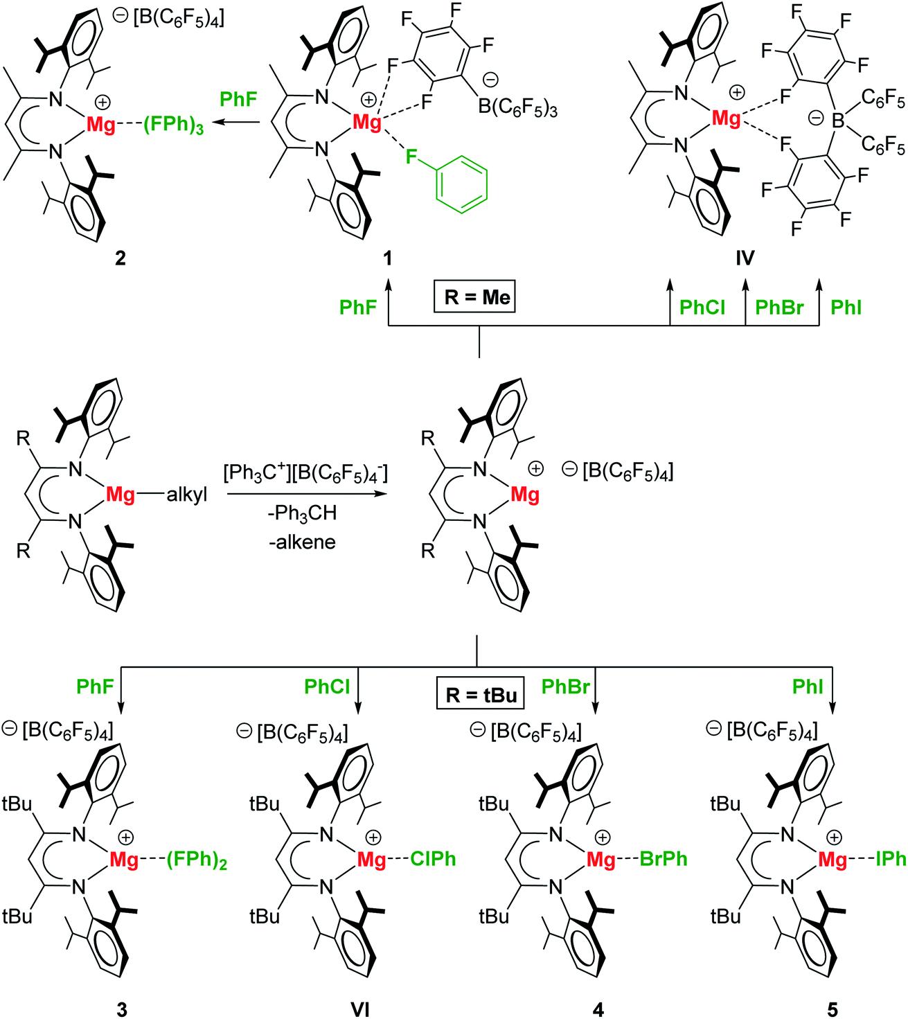 Magnesium–halobenzene bonding: mapping the halogen sigma-hole with a ...