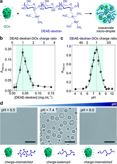 Self-programmed enzyme phase separation and multiphase coacervate ...