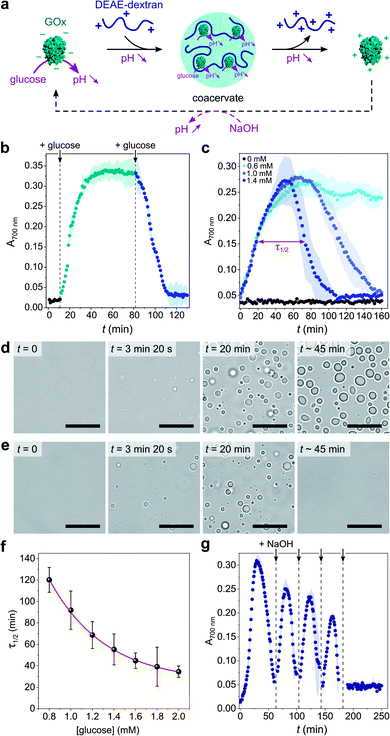 Self-programmed enzyme phase separation and multiphase coacervate ...
