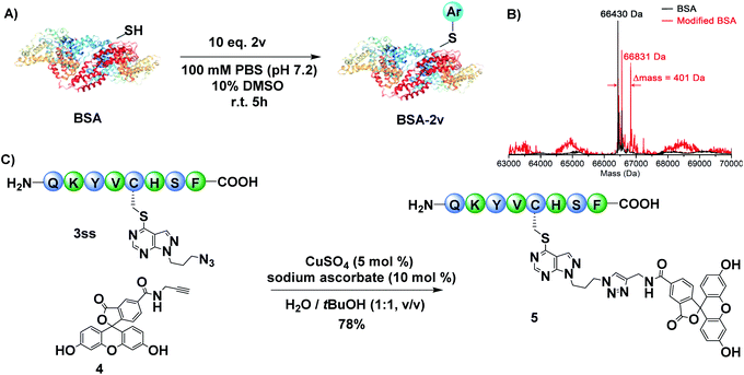 Cleavable and tunable cysteine-specific arylation modification with ...