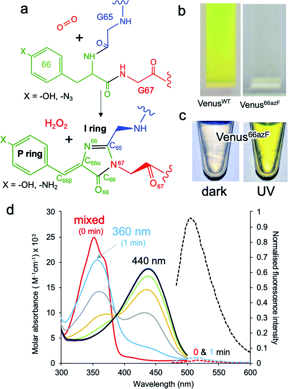 Stalling chromophore synthesis of the fluorescent protein Venus reveals ...