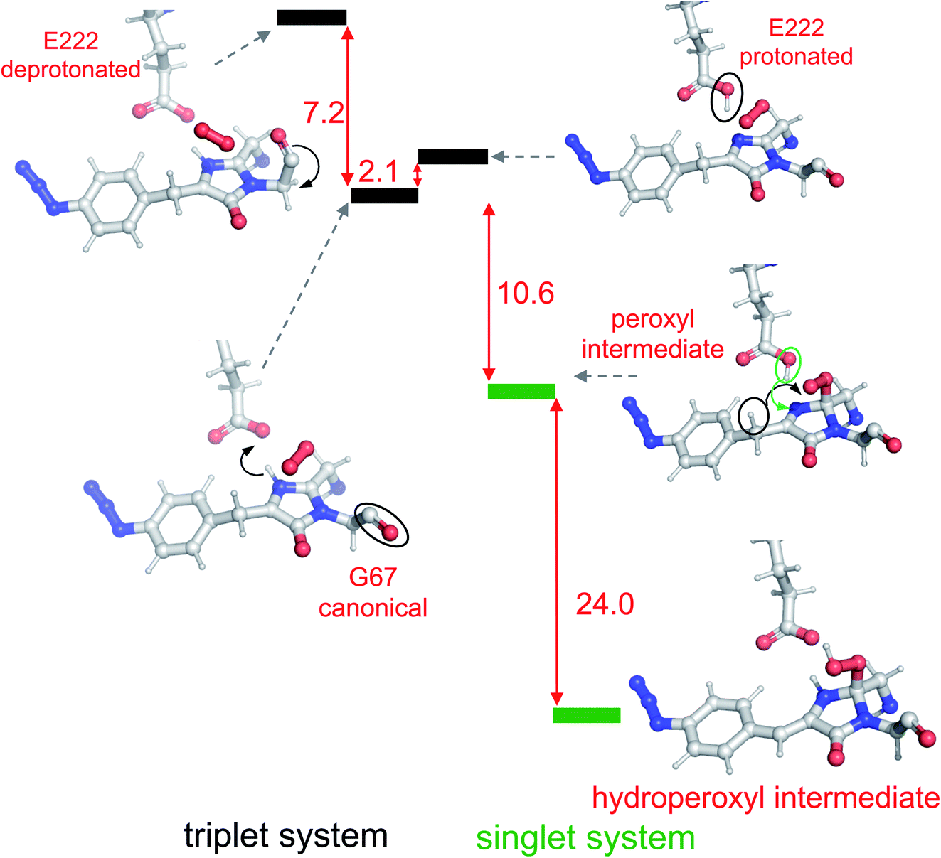 Stalling chromophore synthesis of the fluorescent protein Venus reveals ...