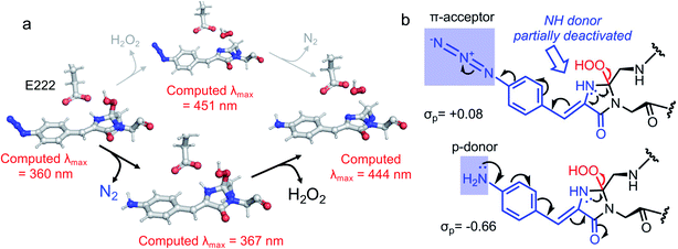 Stalling chromophore synthesis of the fluorescent protein Venus reveals ...