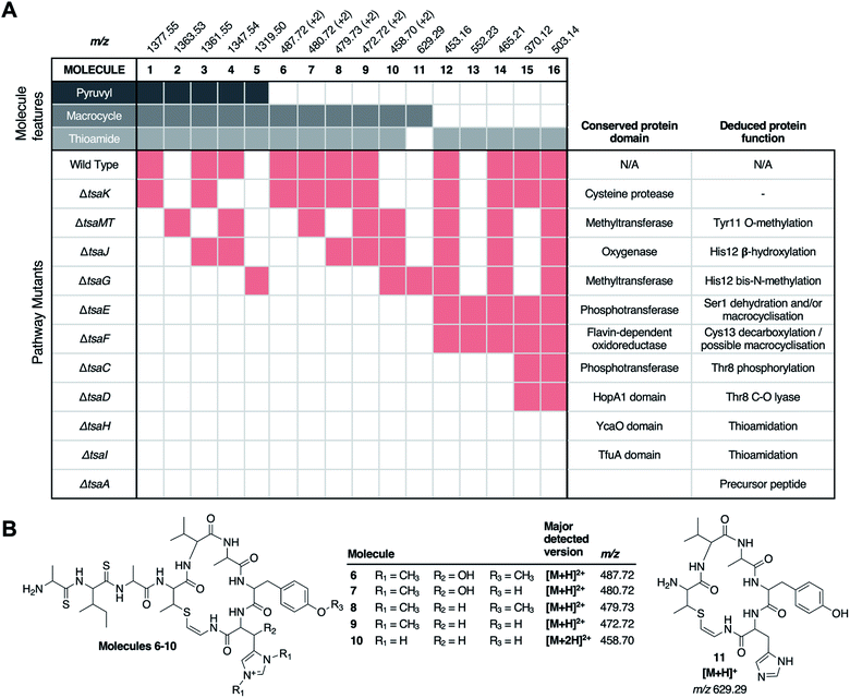 Understanding thioamitide biosynthesis using pathway engineering and ...