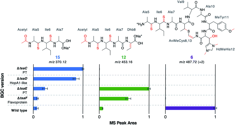 Understanding thioamitide biosynthesis using pathway engineering and ...