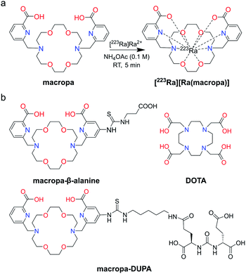 Towards the stable chelation of radium for biomedical applications with ...
