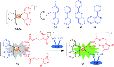 Phosphorescent metal complexes as theranostic anticancer agents ...