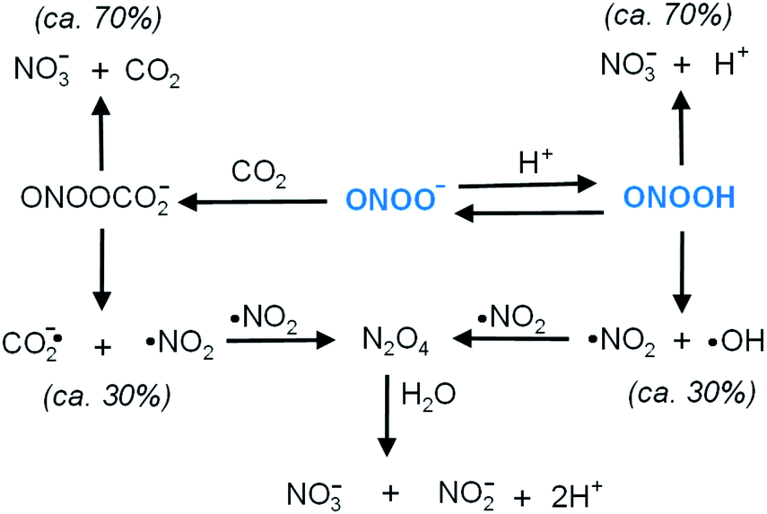 A generator of peroxynitrite activatable with red light - Chemical ...