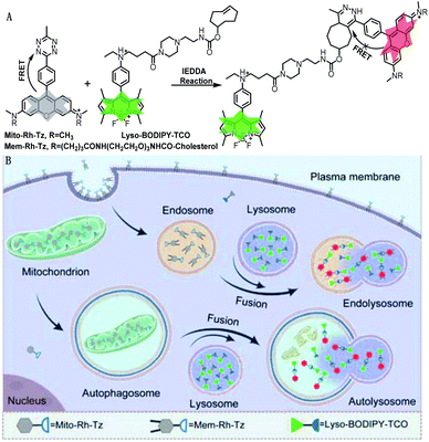 Clicking of organelle-enriched probes for fluorogenic imaging of ...