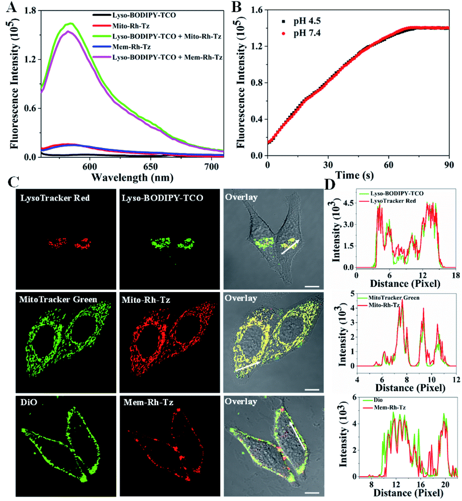 Clicking of organelle-enriched probes for fluorogenic imaging of ...