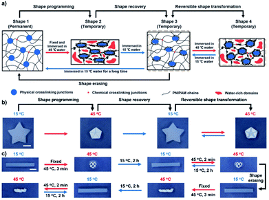 Recent progress in the shape deformation of polymeric hydrogels from ...