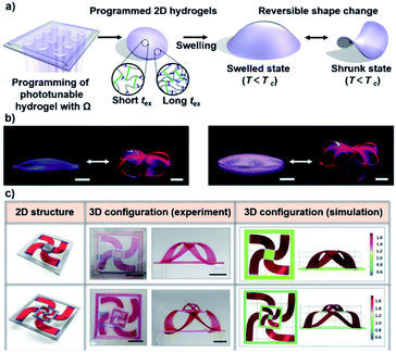 Recent progress in the shape deformation of polymeric hydrogels from ...