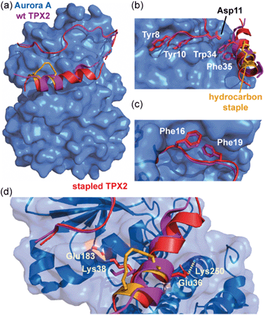 Peptide-based inhibitors of protein–protein interactions: biophysical ...