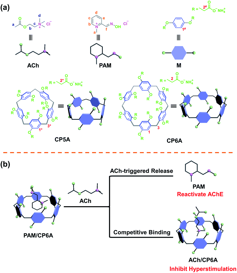 Synergistic enhancement of the emergency treatment effect of ...