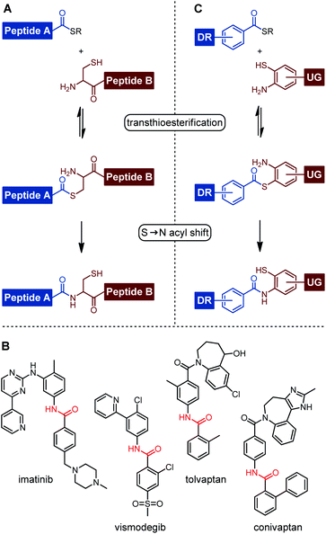 Expanding the scope of native chemical ligation – templated small ...