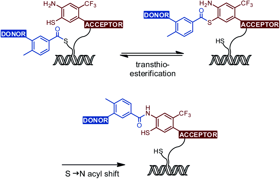 Expanding the scope of native chemical ligation – templated small ...
