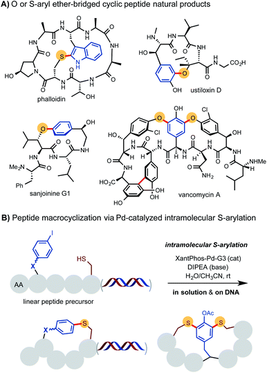 Streamlined construction of peptide macrocycles via palladium-catalyzed ...