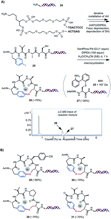Streamlined construction of peptide macrocycles via palladium-catalyzed ...
