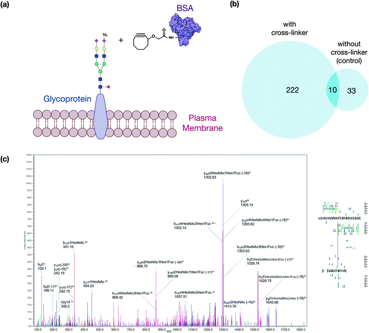 Glycan–protein cross-linking mass spectrometry reveals sialic acid ...