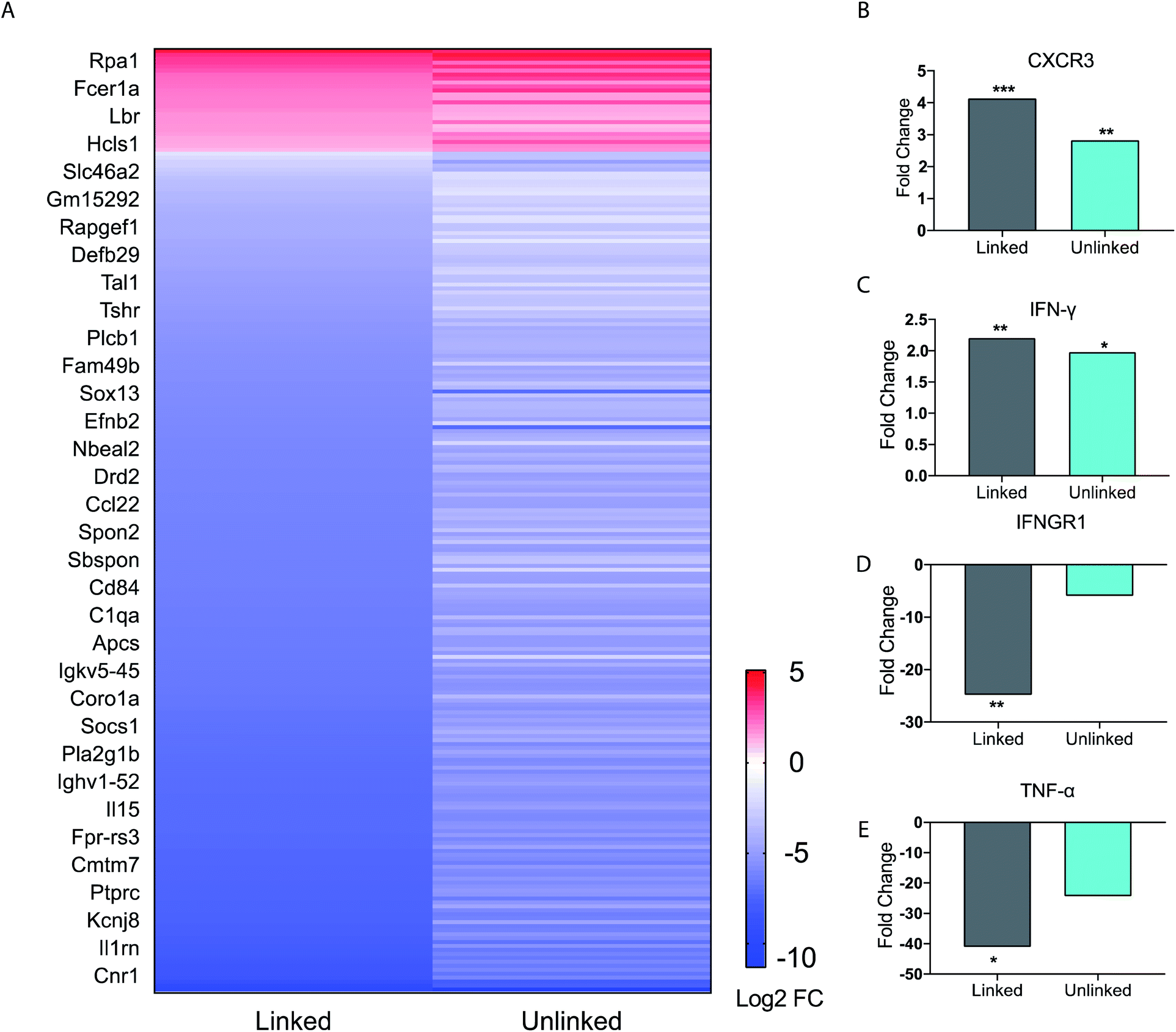 A synthetic pathogen mimetic molecule induces a highly amplified ...