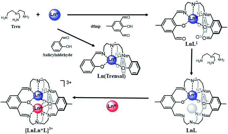 Design of pure heterodinuclear lanthanoid cryptate complexes - Chemical ...