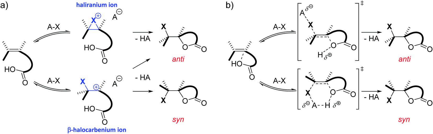 A dynamic picture of the halolactonization reaction through a ...