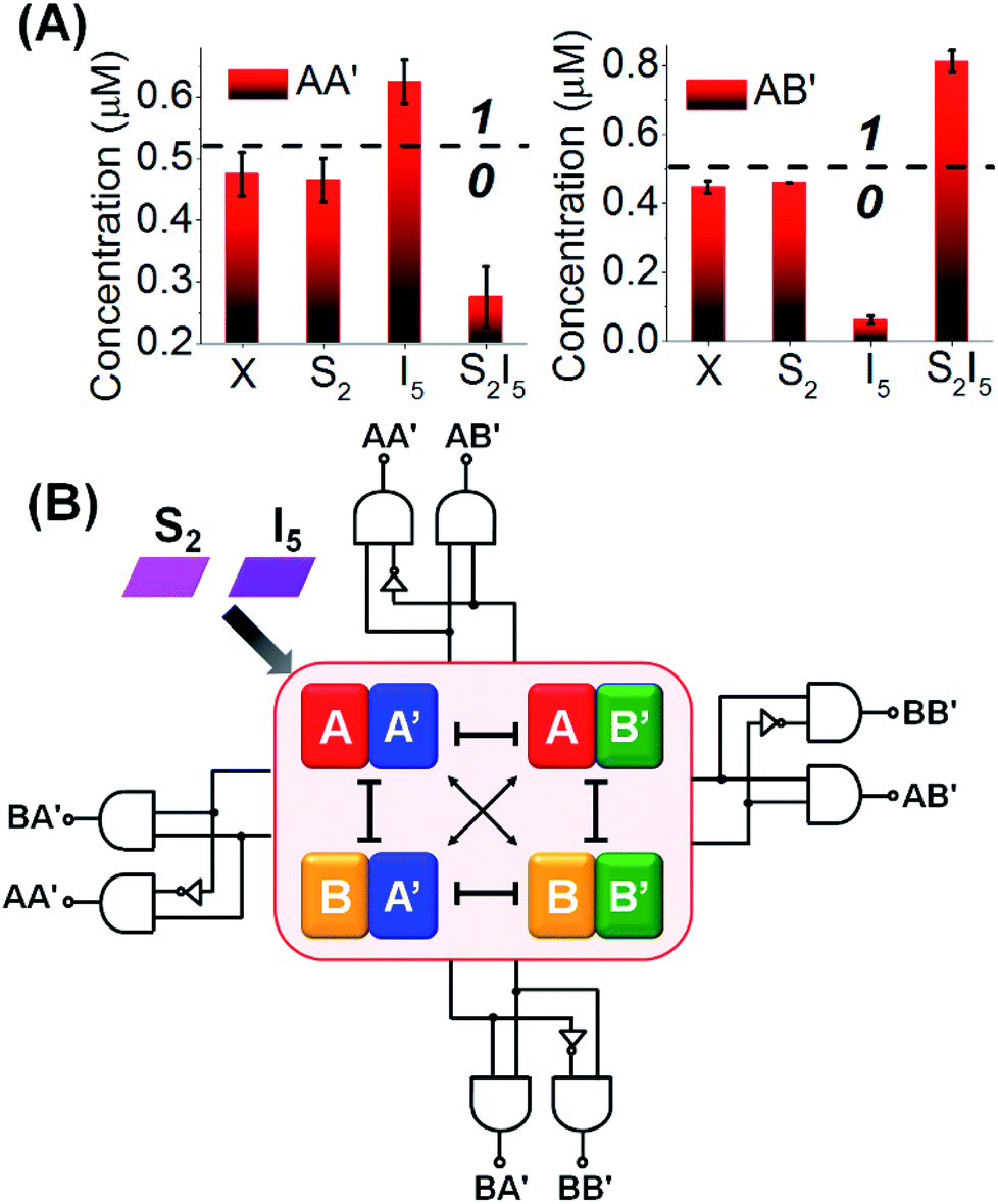 DNA-based constitutional dynamic networks as functional modules for ...