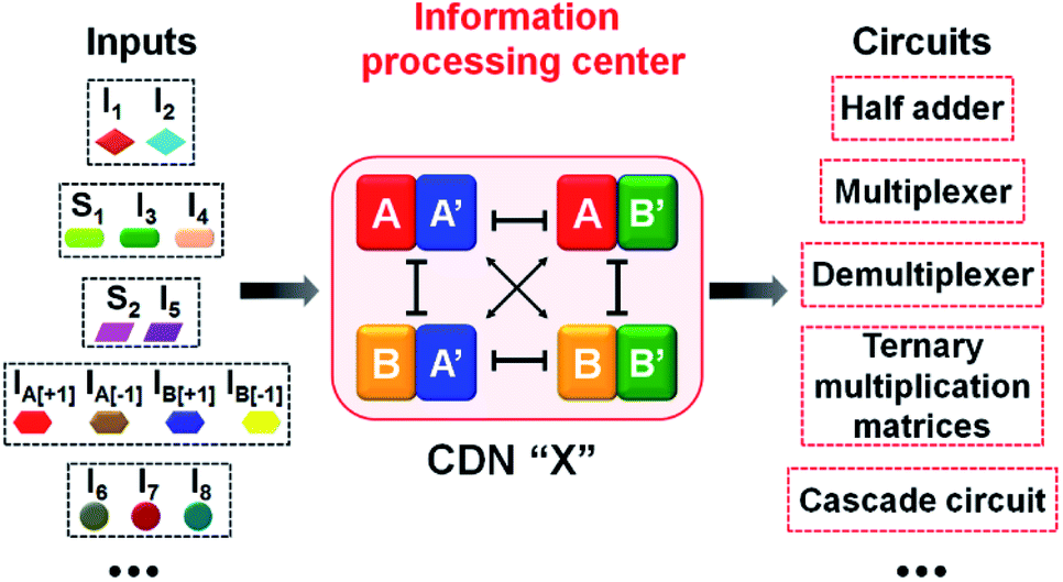 DNA-based constitutional dynamic networks as functional modules for ...