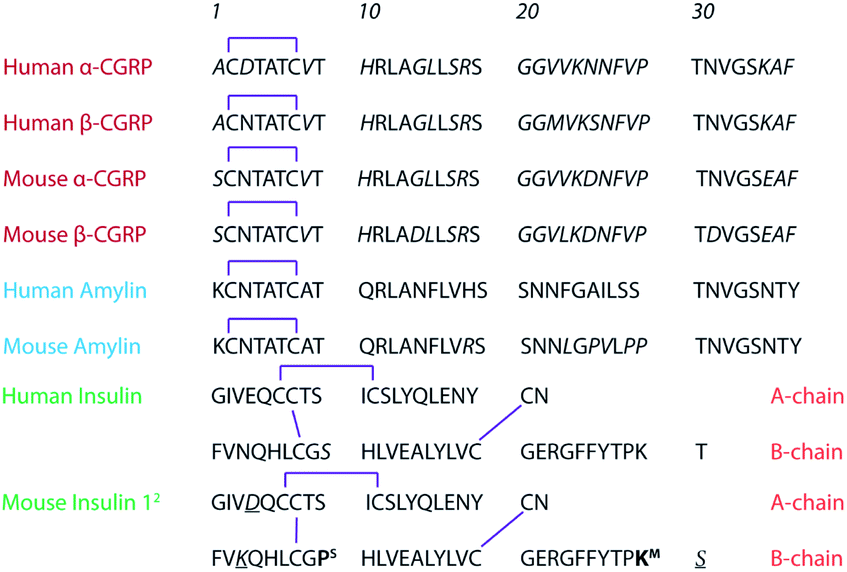 α-CGRP disrupts amylin fibrillization and regulates insulin secretion ...