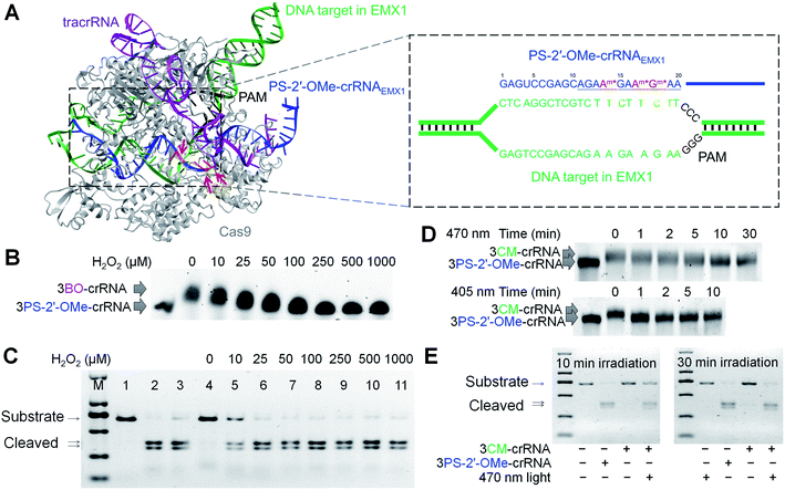 Chemical synthesis of stimuli-responsive guide RNA for conditional ...