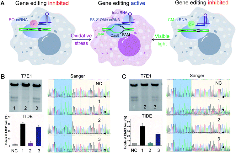 Chemical synthesis of stimuli-responsive guide RNA for conditional ...