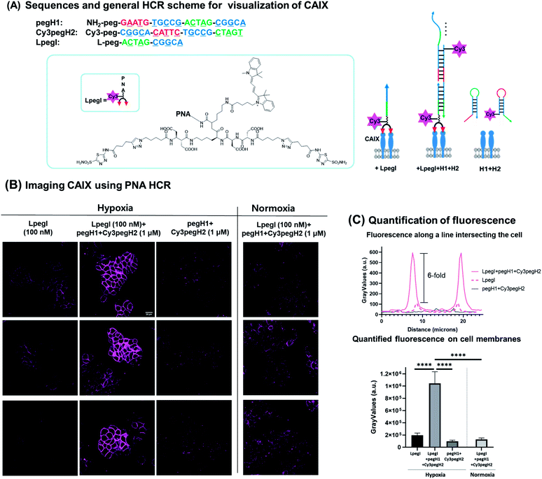 A minimal hybridization chain reaction (HCR) system using peptide ...