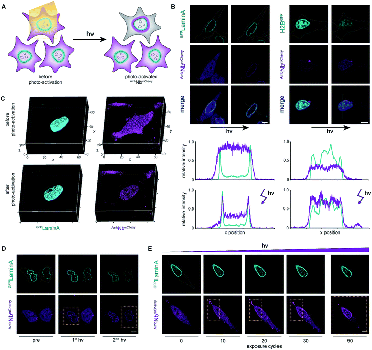 Light-guided intrabodies for on-demand in situ target recognition in ...