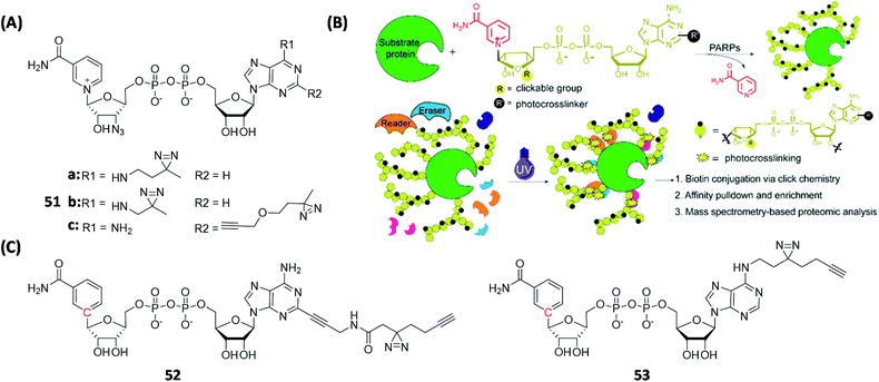 Recent advances in activity-based probes (ABPs) and affinity-based ...