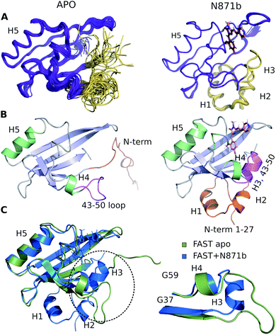 NanoFAST: structure-based design of a small fluorogen-activating ...