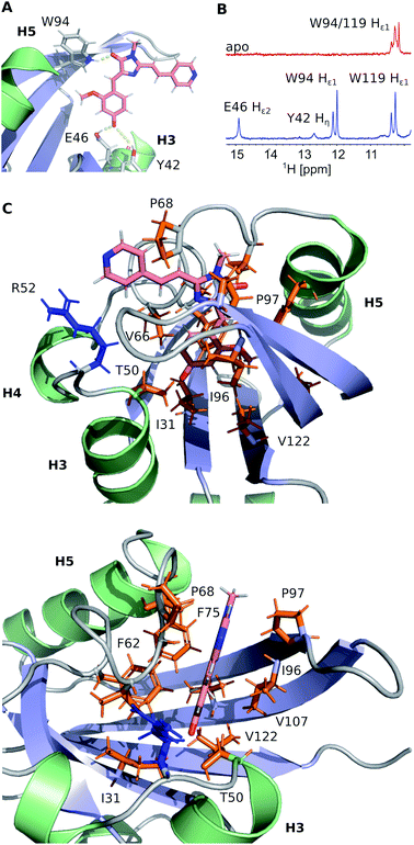 NanoFAST: structure-based design of a small fluorogen-activating ...