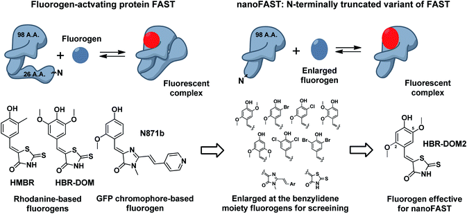 NanoFAST: structure-based design of a small fluorogen-activating ...