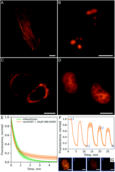 NanoFAST: structure-based design of a small fluorogen-activating ...