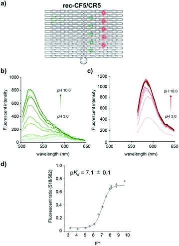 A facile combinatorial approach to construct a ratiometric fluorescent ...